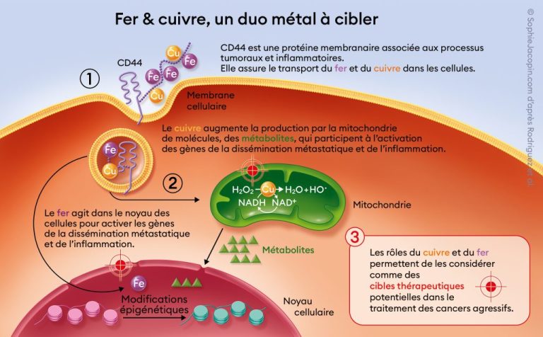 Chimie : un creuset d’innovations contre le cancer - Vivre - La Ligue ...
